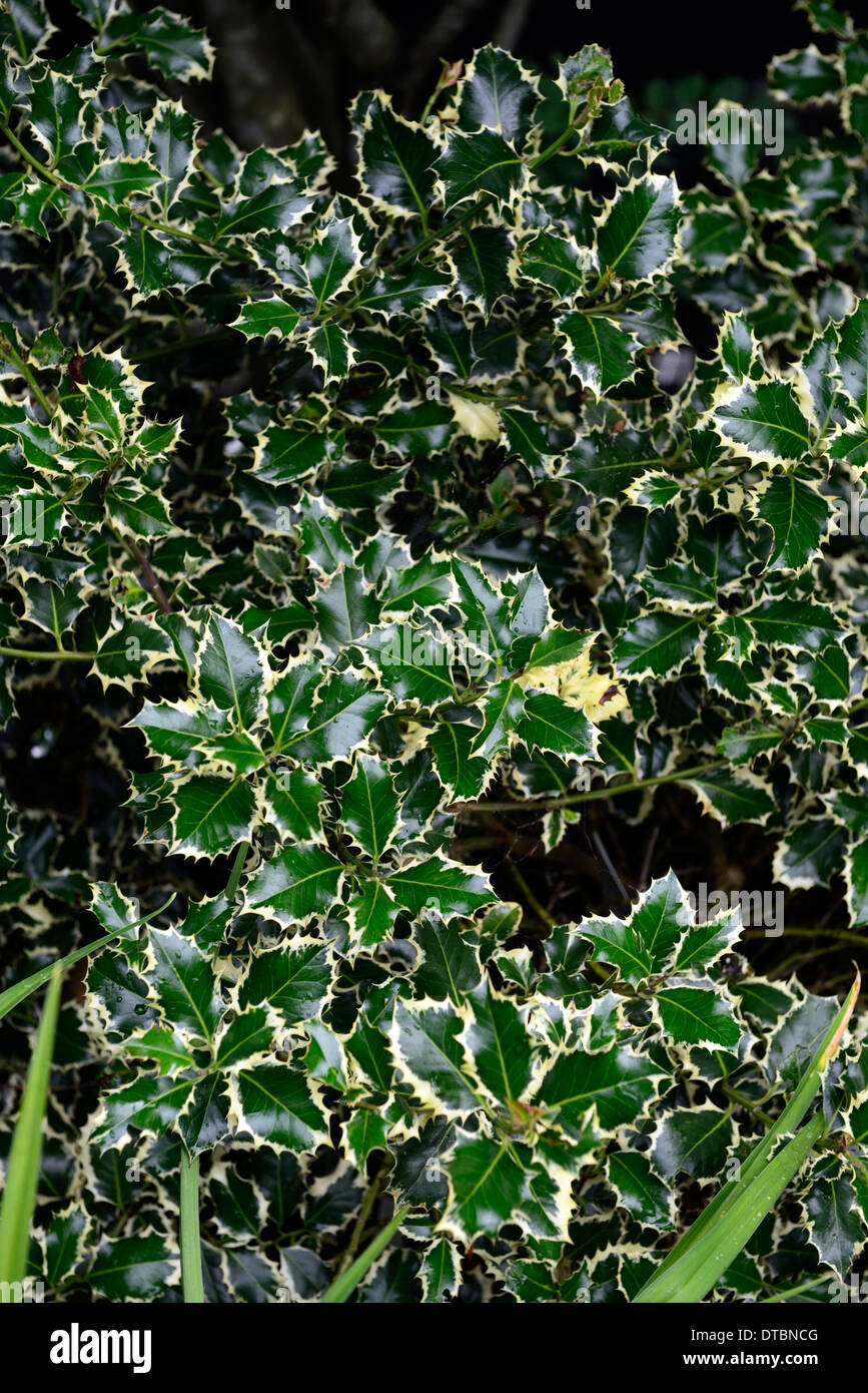 Variegated holly ilex aquifolium hi-res stock photography and images ...