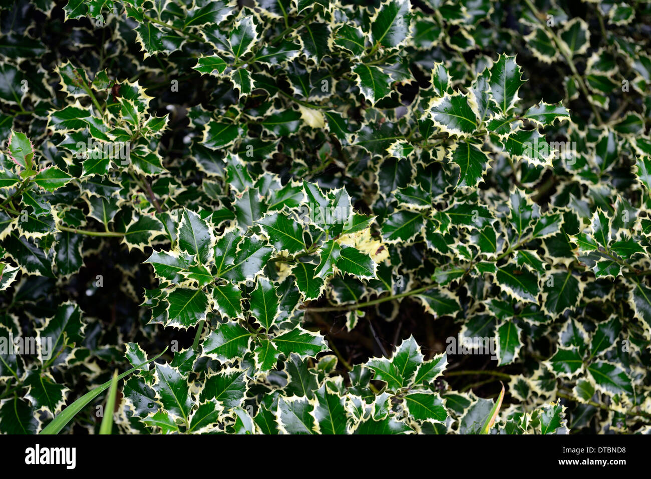 Variegated holly ilex aquifolium hi-res stock photography and images ...