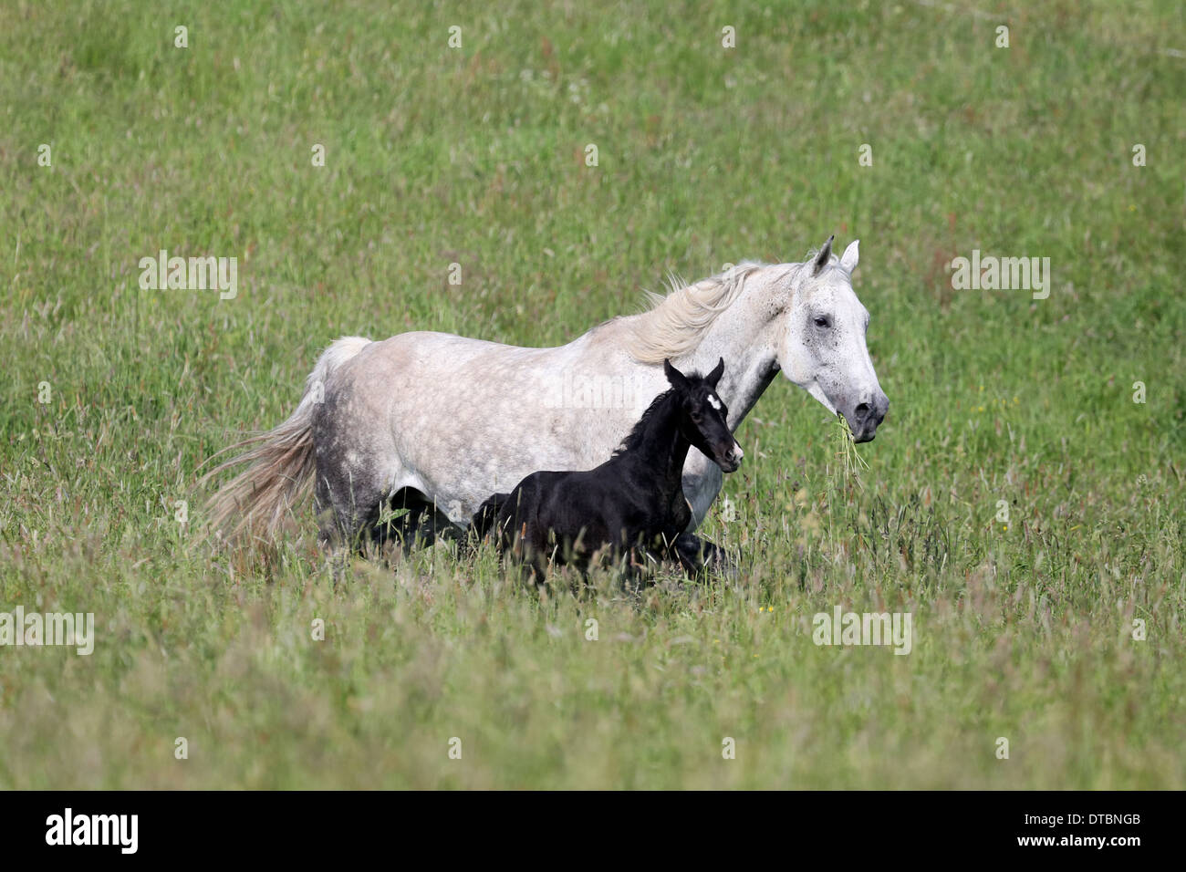 Mare and foal gallop hi-res stock photography and images - Alamy