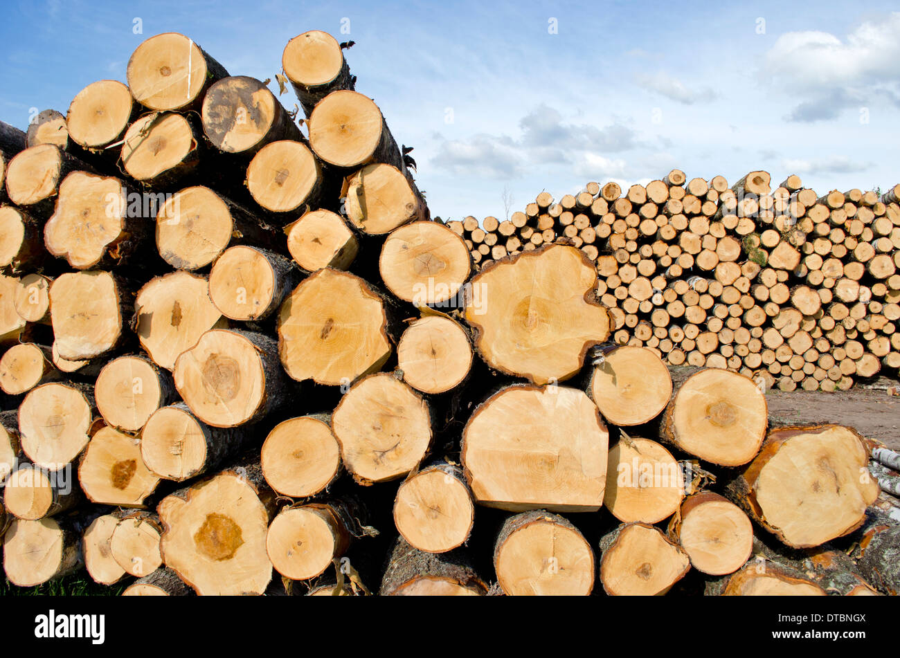 fresh cut tree logs on field - sawn timber wood Stock Photo - Alamy