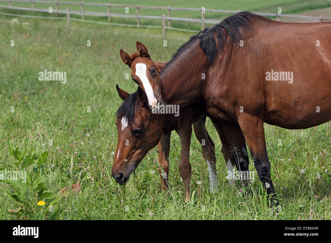 Fat Mother High Resolution Stock Photography and Images - Alamy