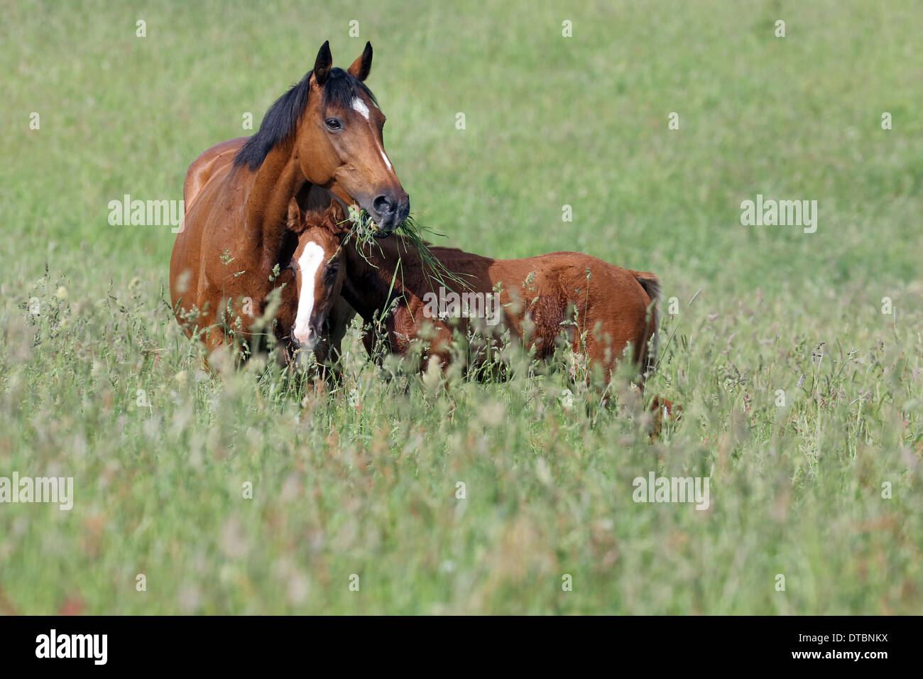 Fat mare hi-res stock photography and images - Alamy