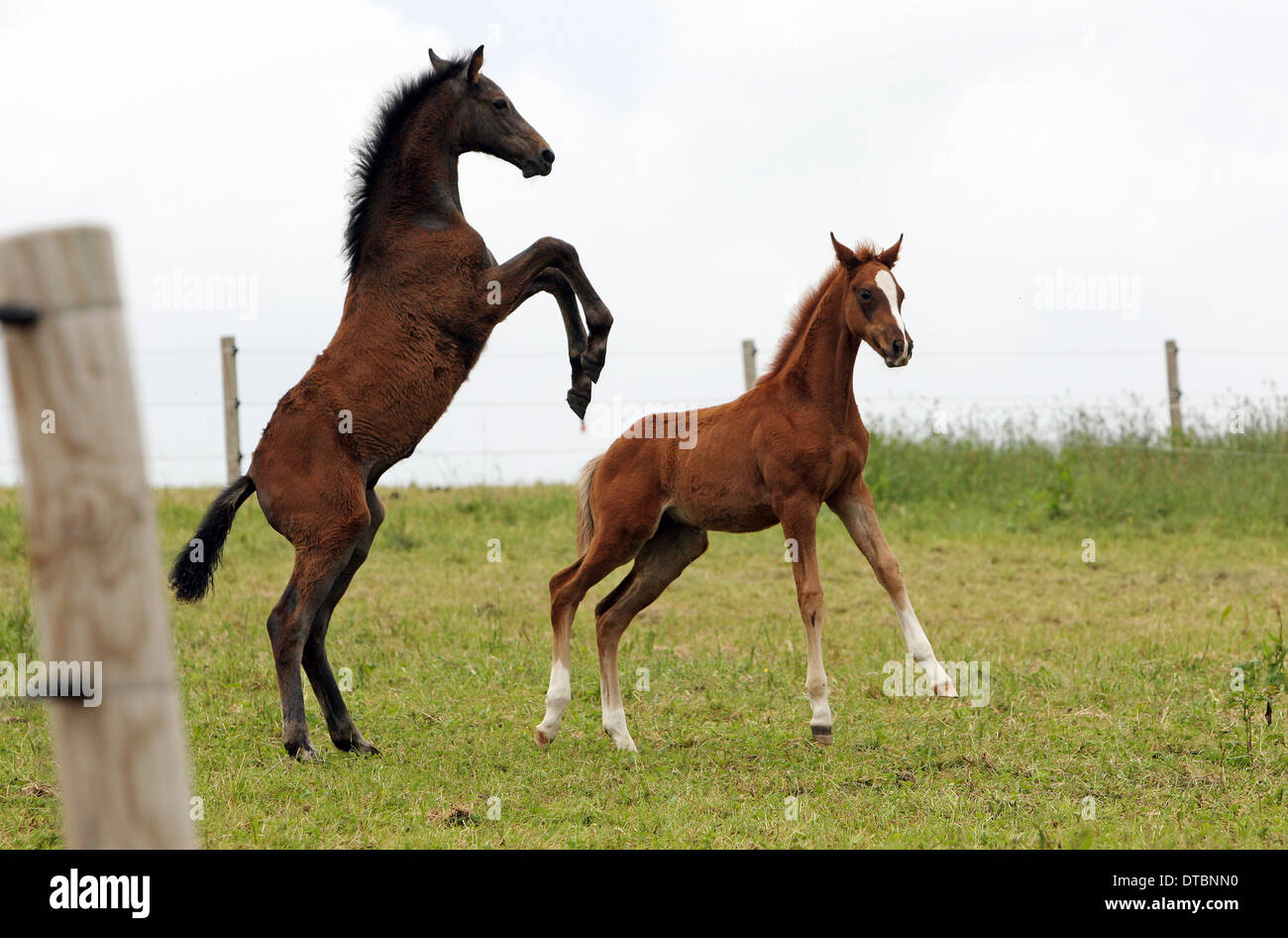 Baby Horses Playing
