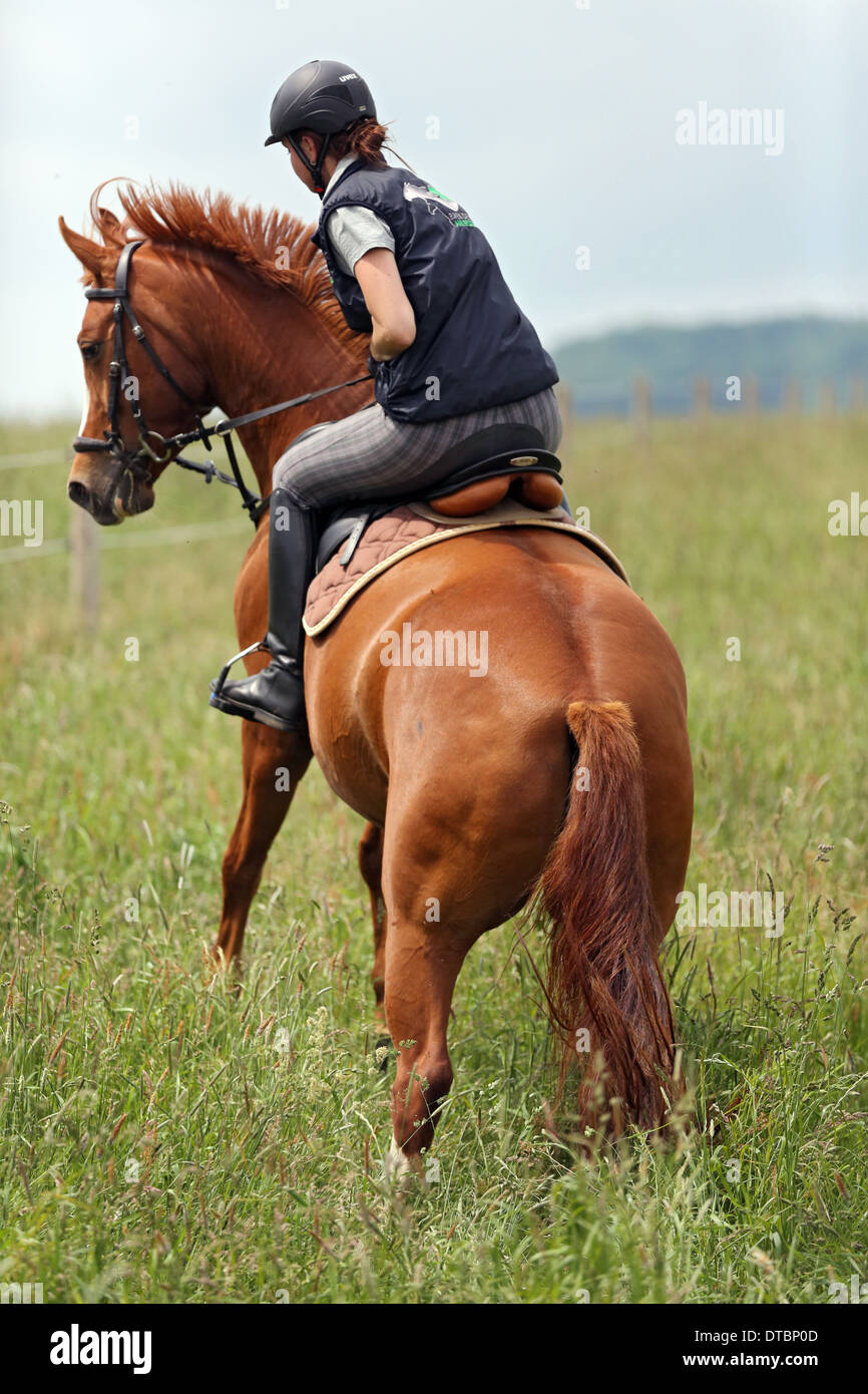 Horse Shying