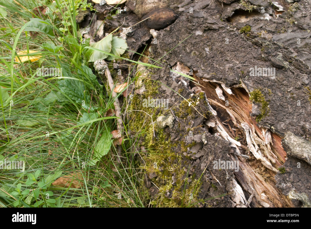 Moldering hi-res stock photography and images - Alamy