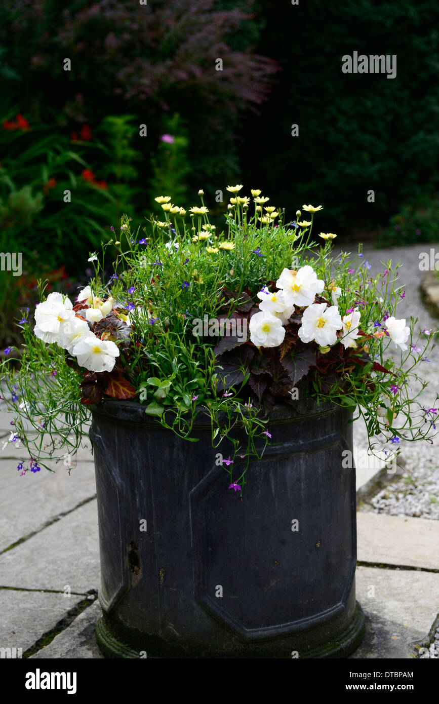 lead container summer display displays begonia white yellow coreopsis ...