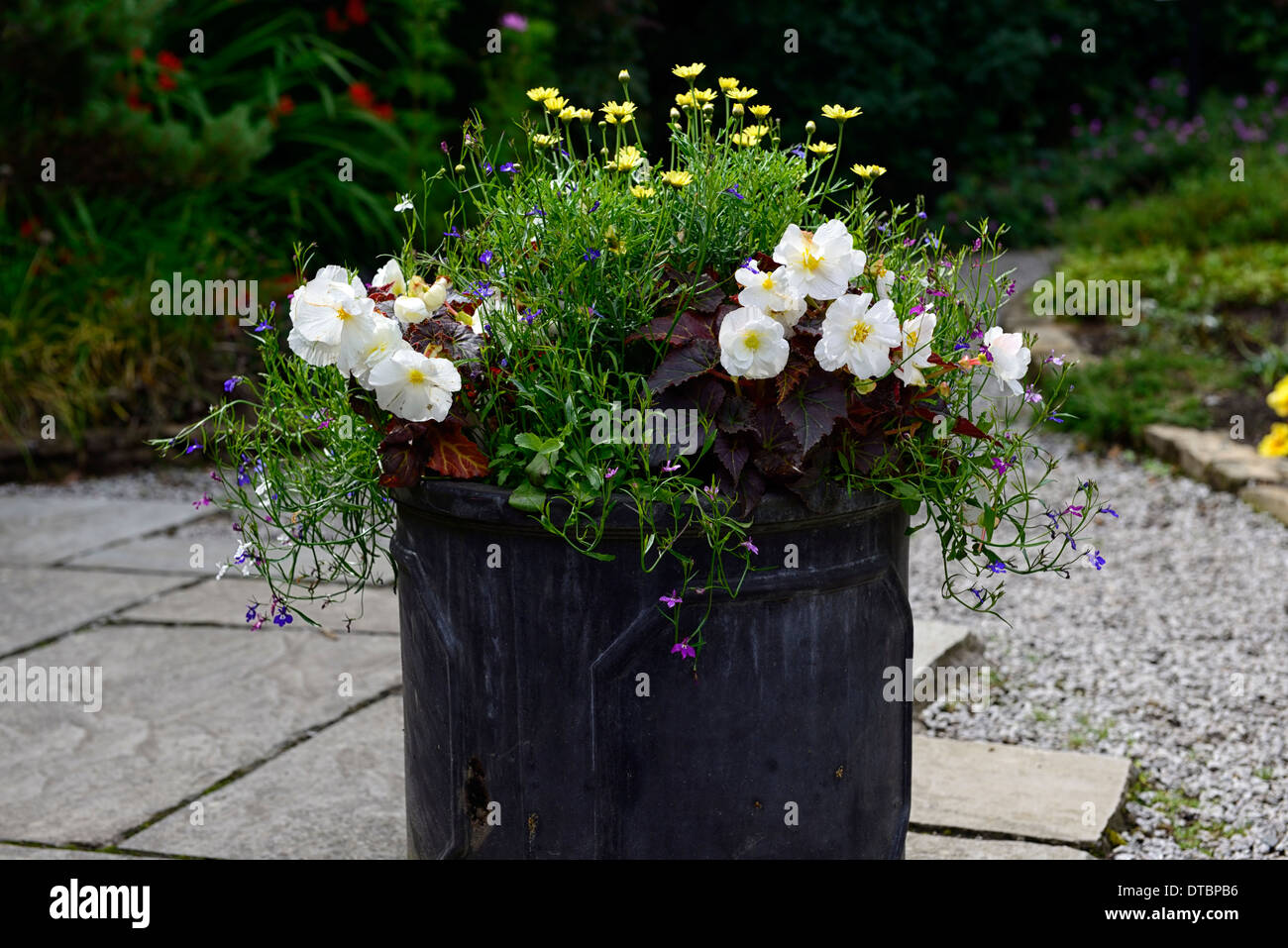 lead container summer display displays begonia white yellow coreopsis ...