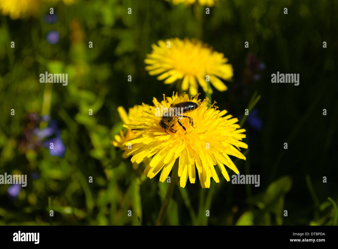 Entomophilous flower hi-res stock photography and images - Alamy