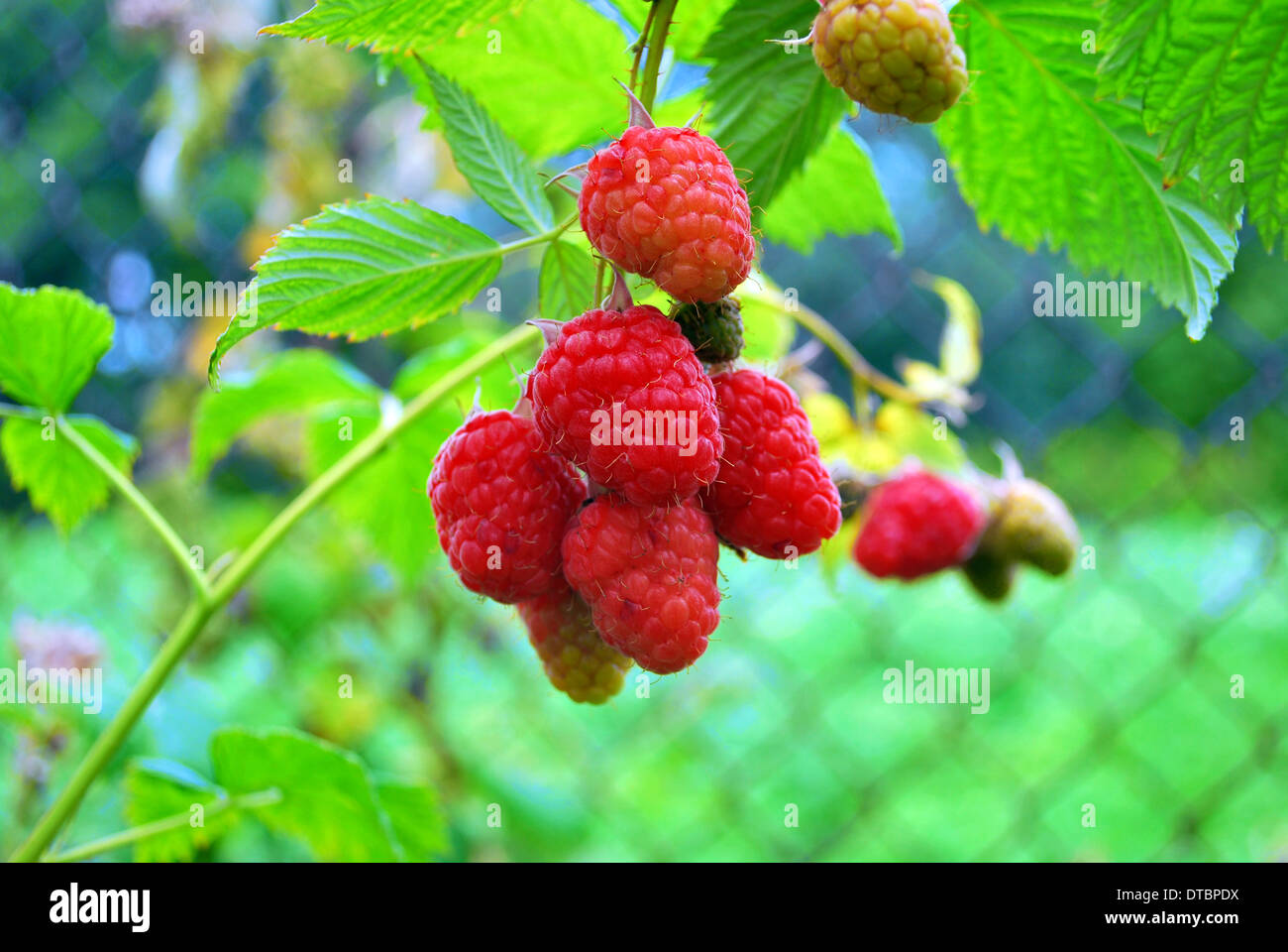 Rasberries hi-res stock photography and images - Alamy