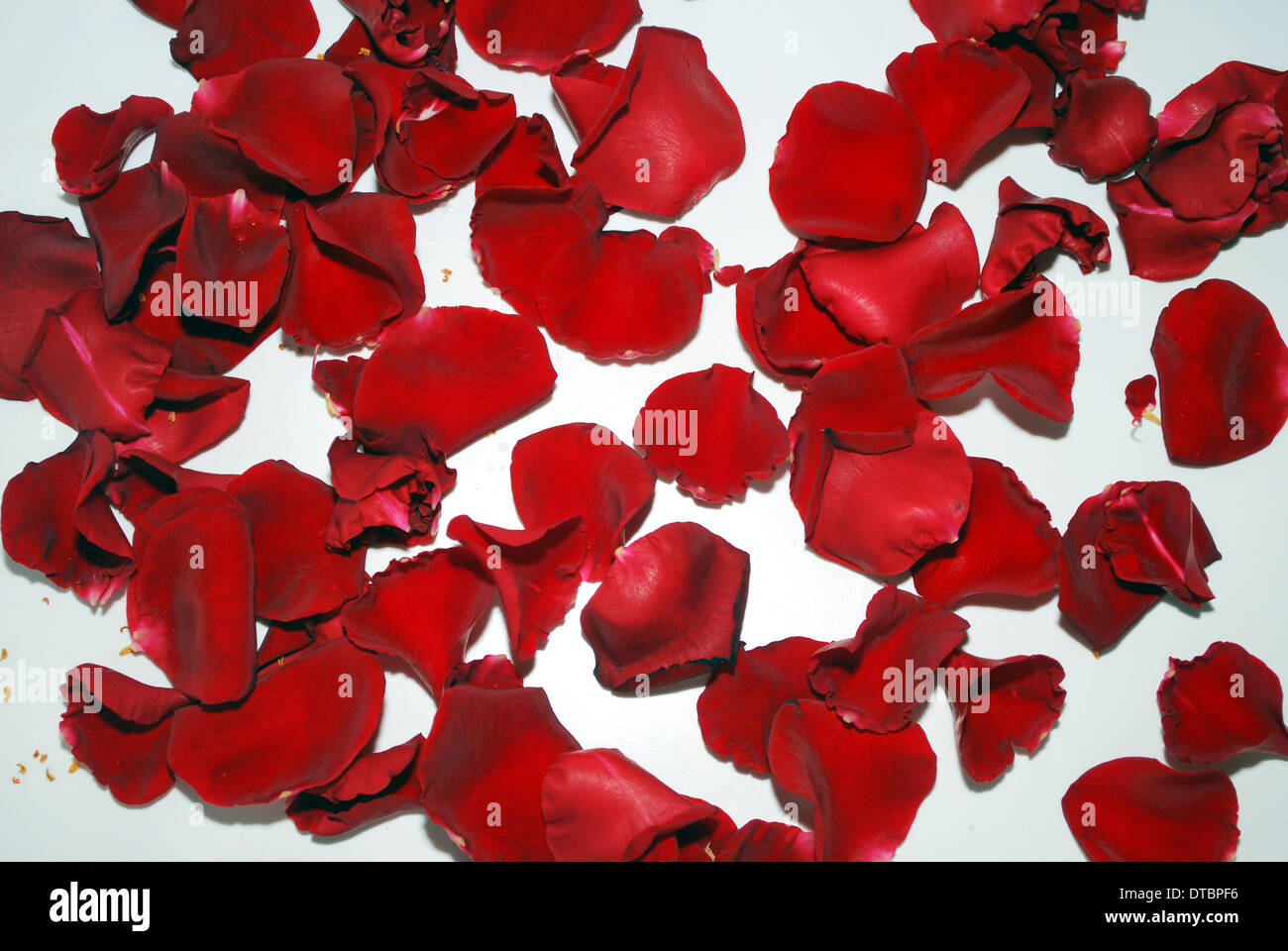 Red rose petal scatter hi-res stock photography and images - Alamy