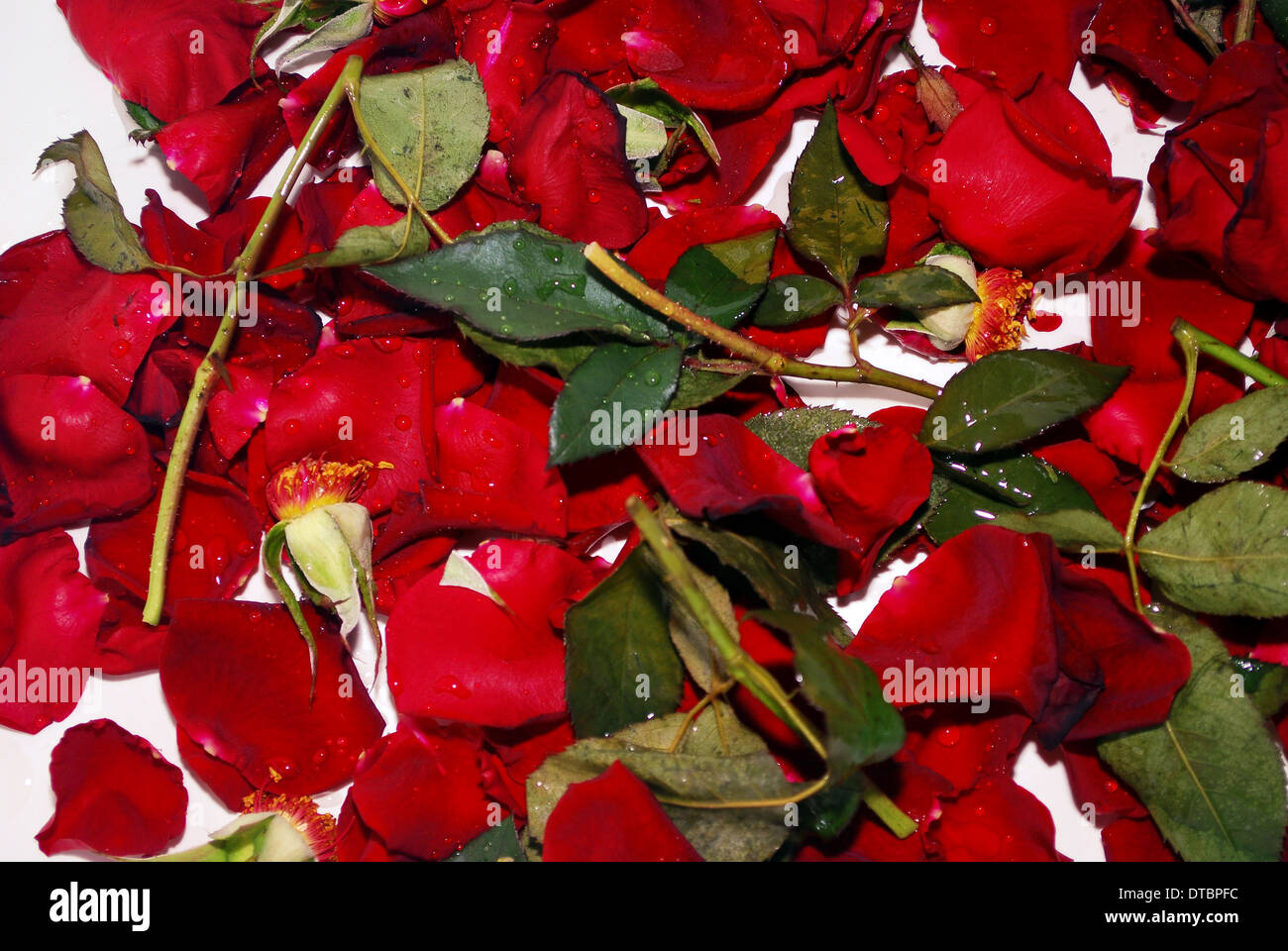 scattered rose's petals and leafs Stock Photo - Alamy