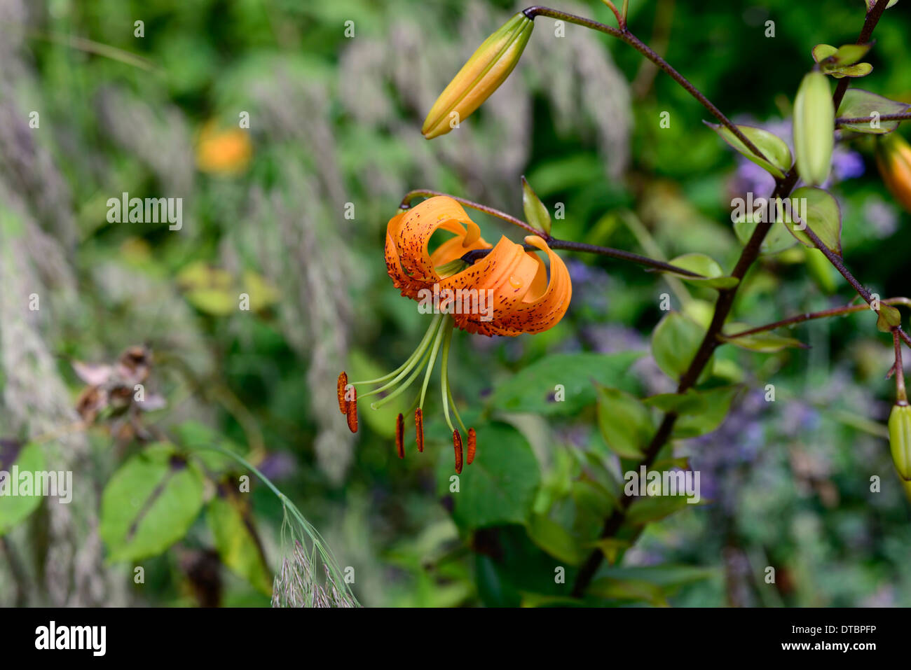 Henryi lily hi-res stock photography and images - Alamy