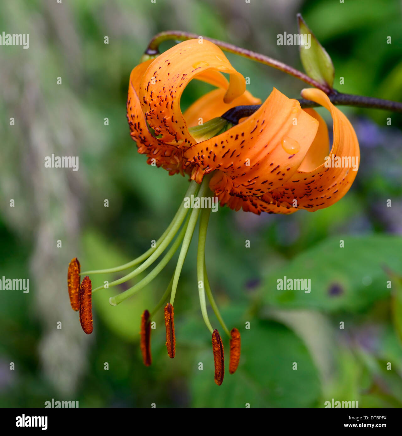 lilium henryi lily lilies orange flowers speckled markings petals bulbs ...