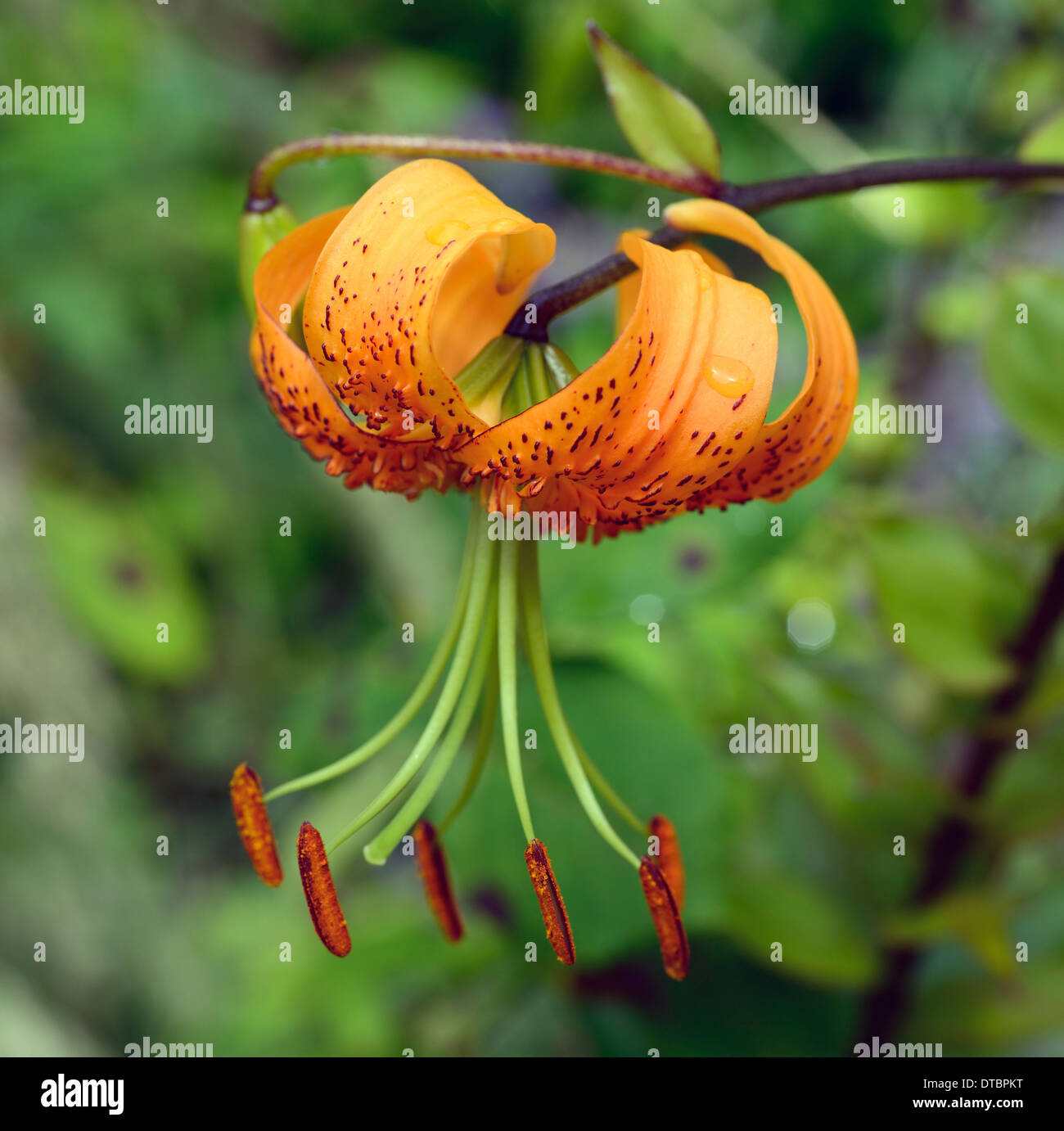 Henryi lily hi-res stock photography and images - Alamy