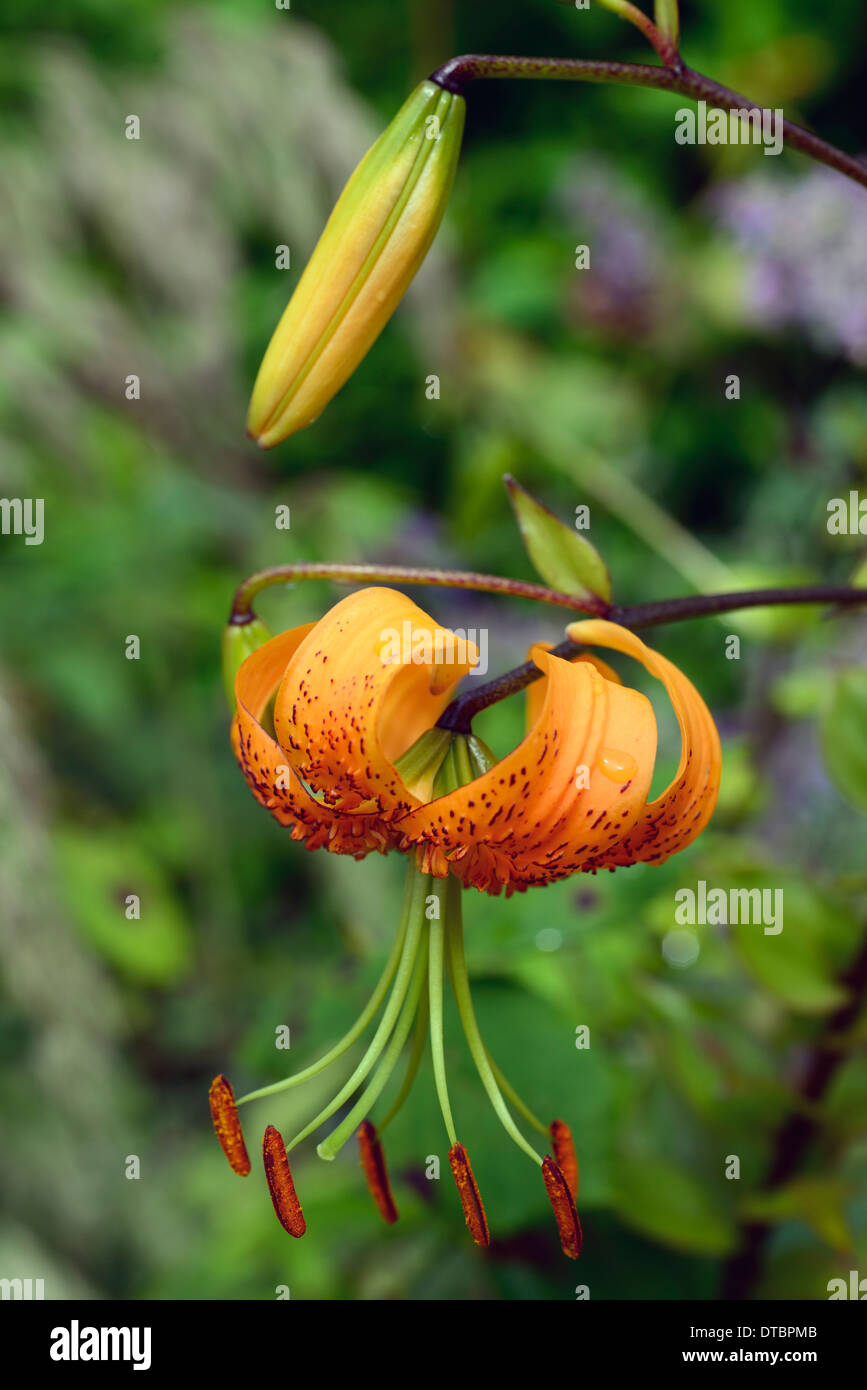 lilium henryi lily lilies orange flowers speckled markings petals bulbs ...