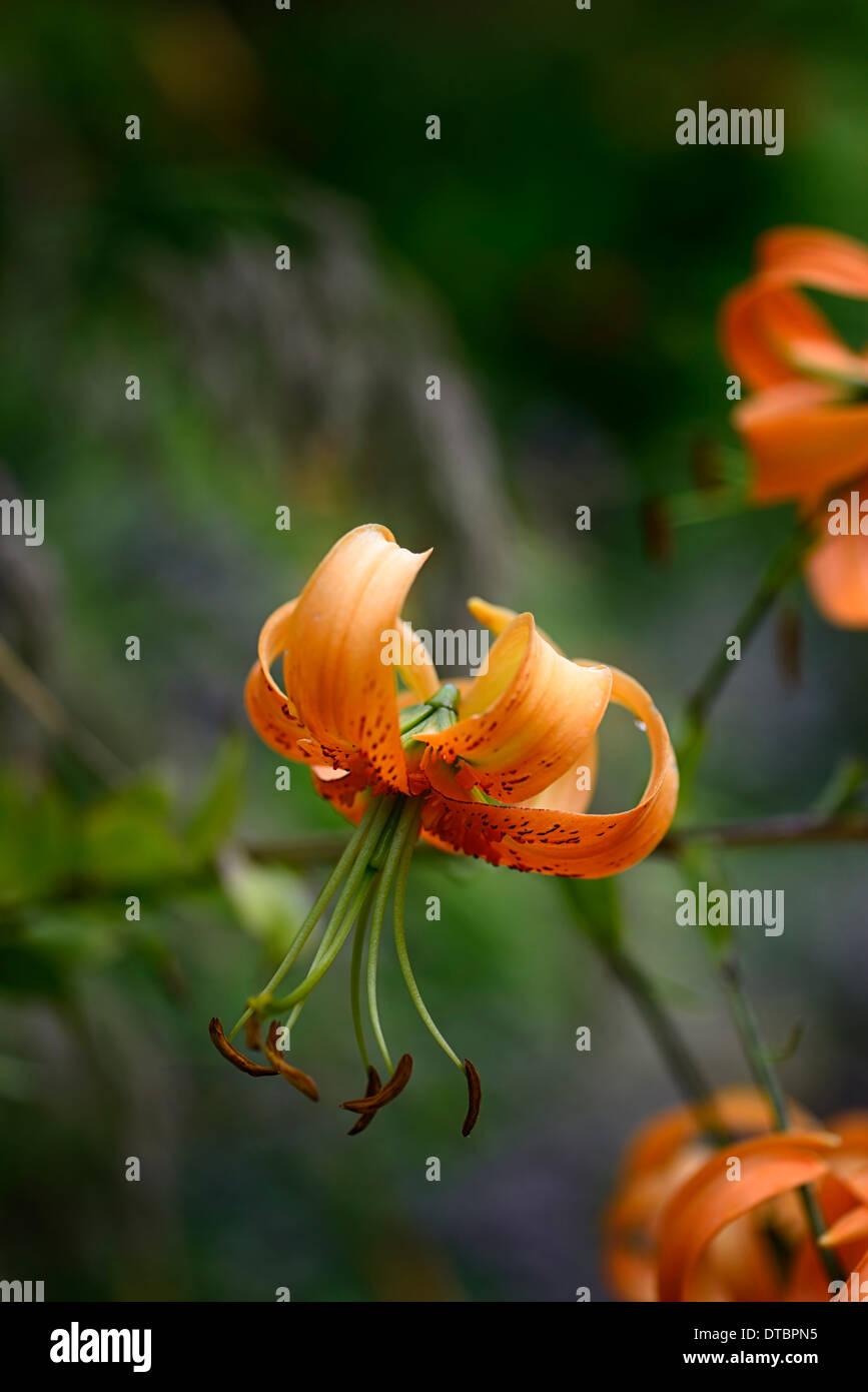 lilium henryi lily lilies orange flowers speckled markings petals bulbs ...