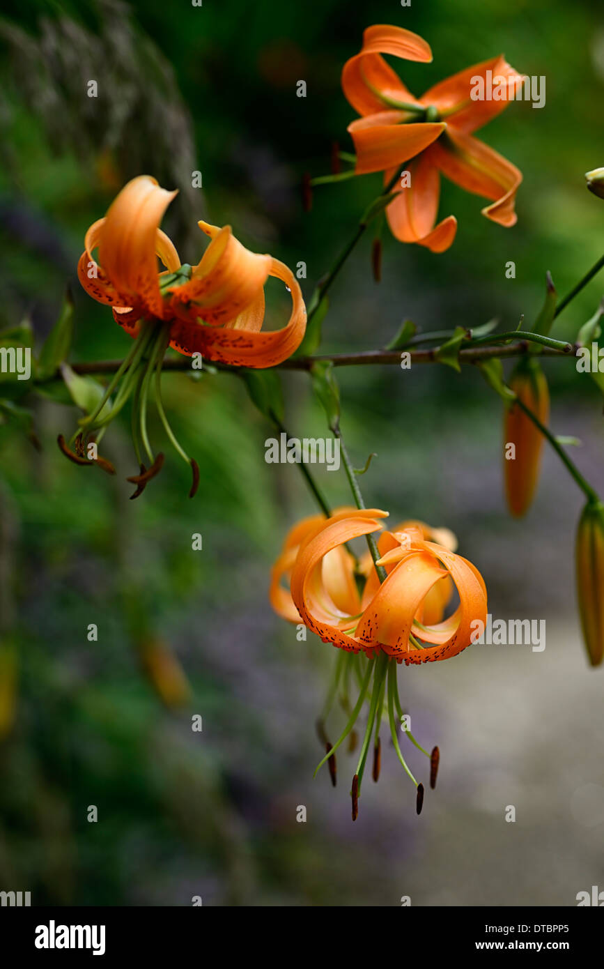 lilium henryi lily lilies orange flowers speckled markings petals bulbs ...