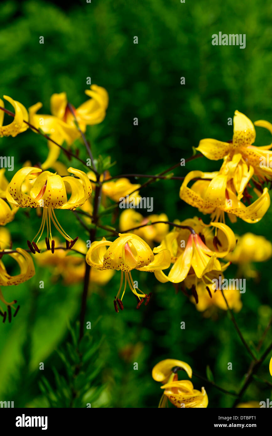 Yellow lilium leichtlinii hi-res stock photography and images - Alamy