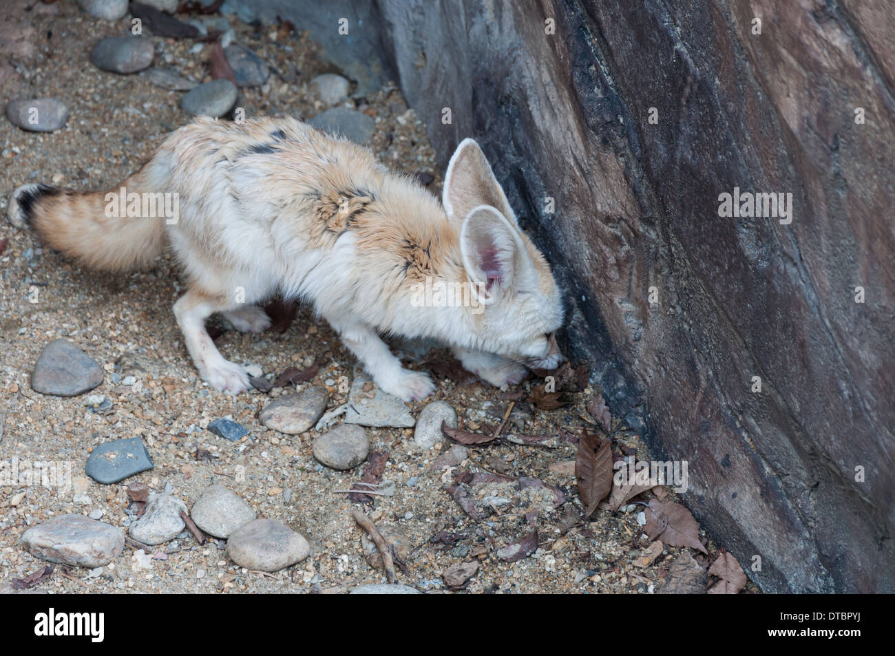 Desert fox at the Seoul Zoo Stock Photo - Alamy