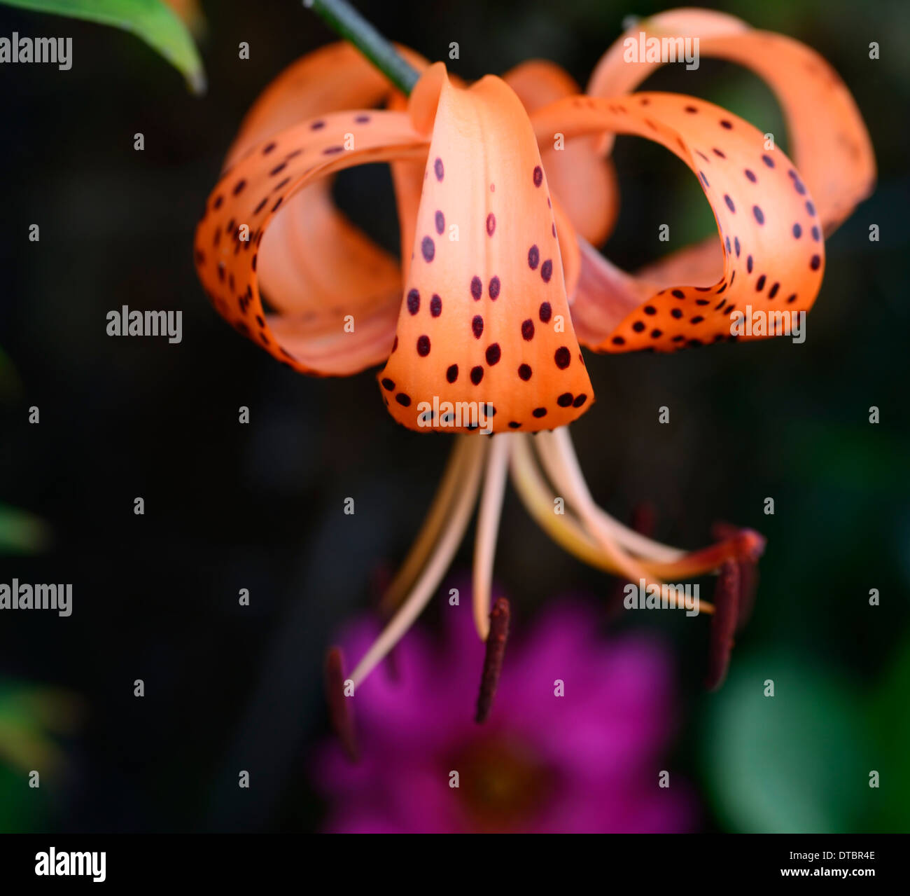 Tiger lily lilium lancifolium splendens hi-res stock photography and ...