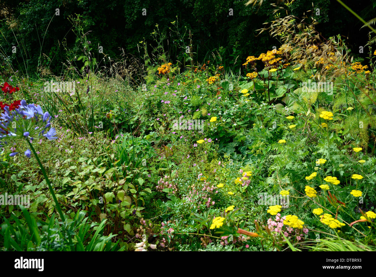 Mixed perennial planting scheme hi-res stock photography and images - Alamy