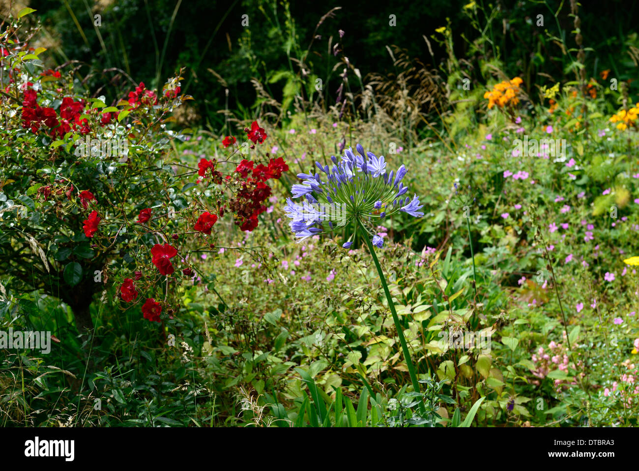 Perennial planting hi-res stock photography and images - Alamy