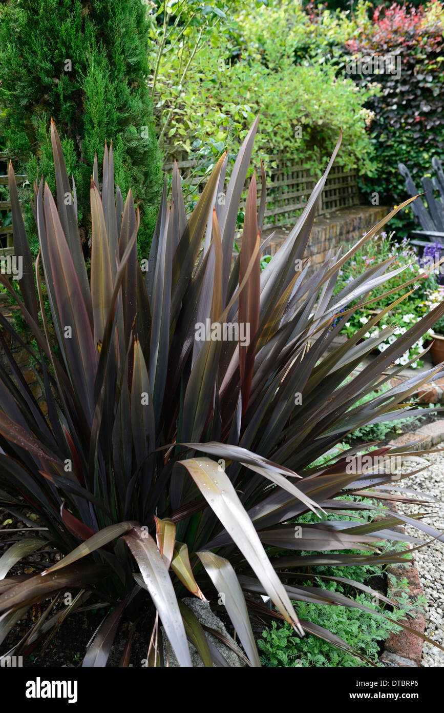 phormium black adder New Zealand Flax foliage leaves dark purple ...