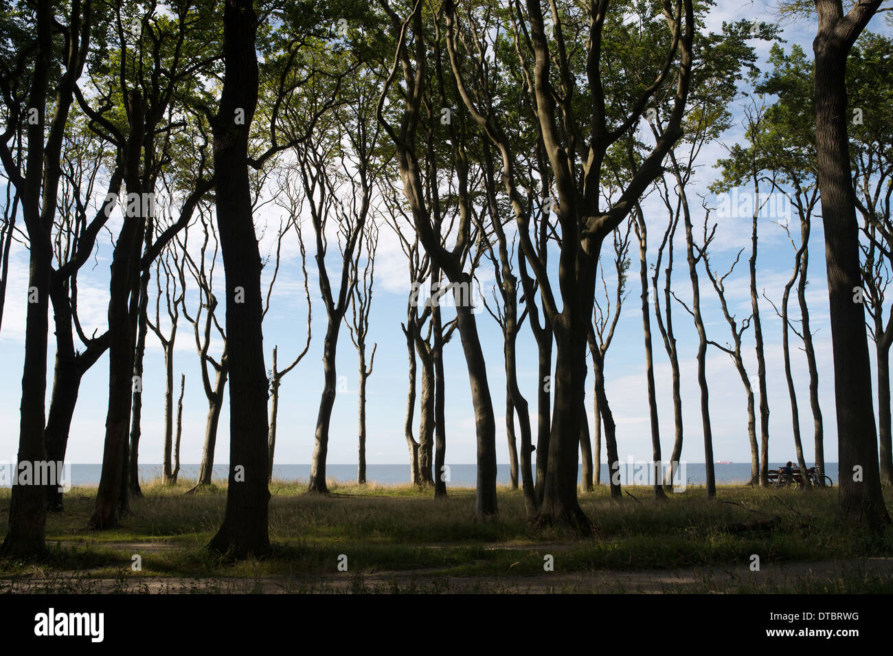 View through the trees of a mixed forest at the Baltic Sea Stock Photo ...