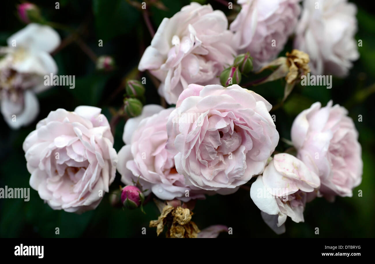 rosa heritage ausblush shrub rose colours colors pale pastel pink ...