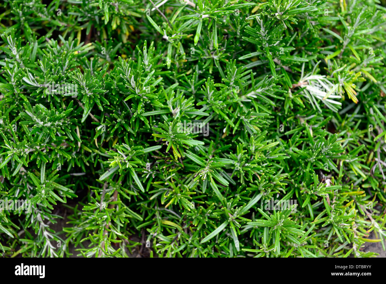 rosmarinus prostratus prostrate rosemary shrubs closeups foliage leaves ...
