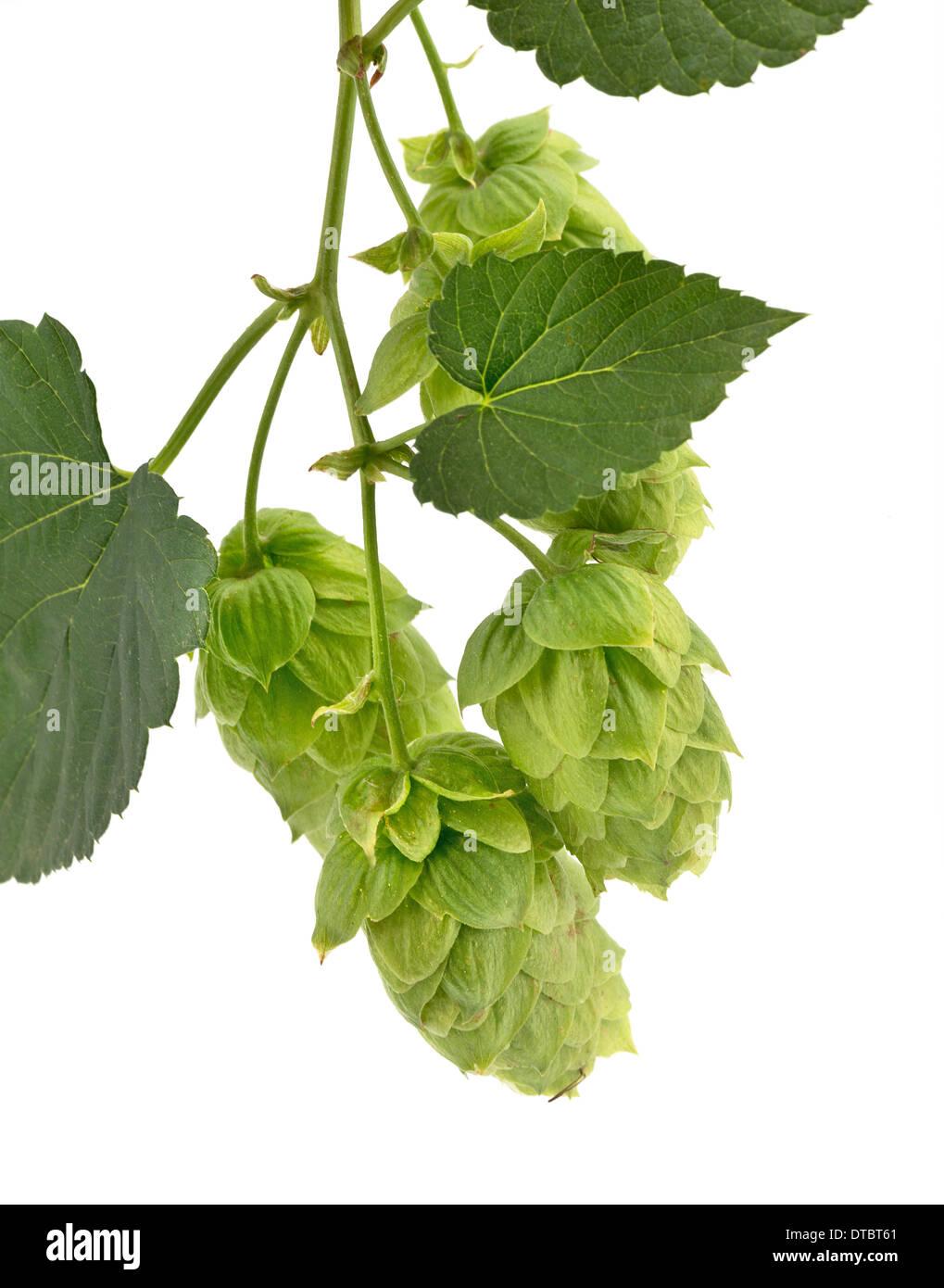 hop cones isolated Stock Photo - Alamy