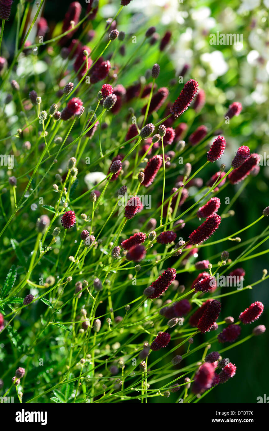 sanguisorba flowers flowering perennials deep dark red burnet seedhead ...