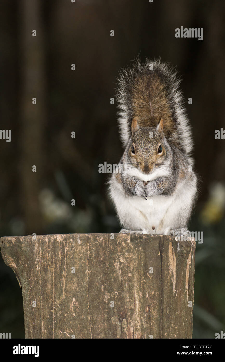 Squirrel on log Stock Photo - Alamy