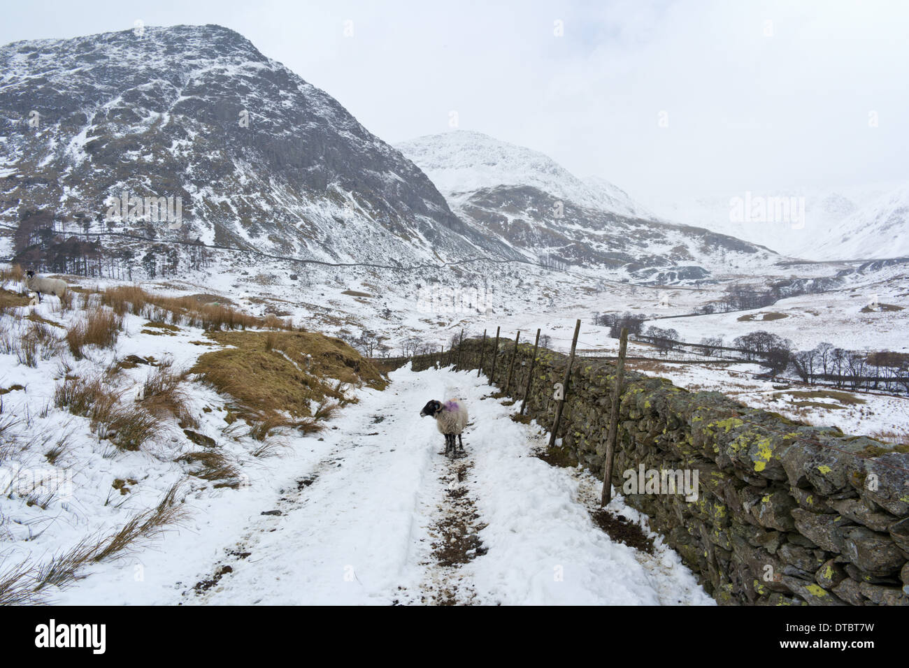 Sheep on farm road covered in snow Stock Photo - Alamy