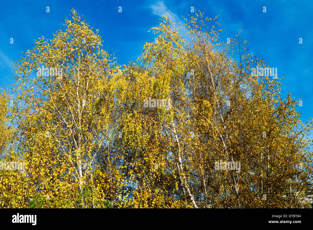Birches with autumn-colored leaves Stock Photo - Alamy