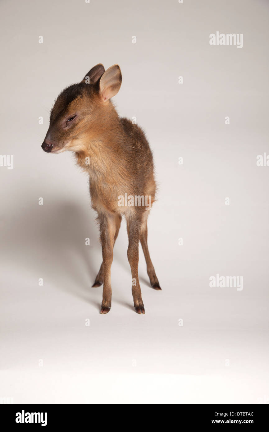 Muntjac deer hi-res stock photography and images - Alamy