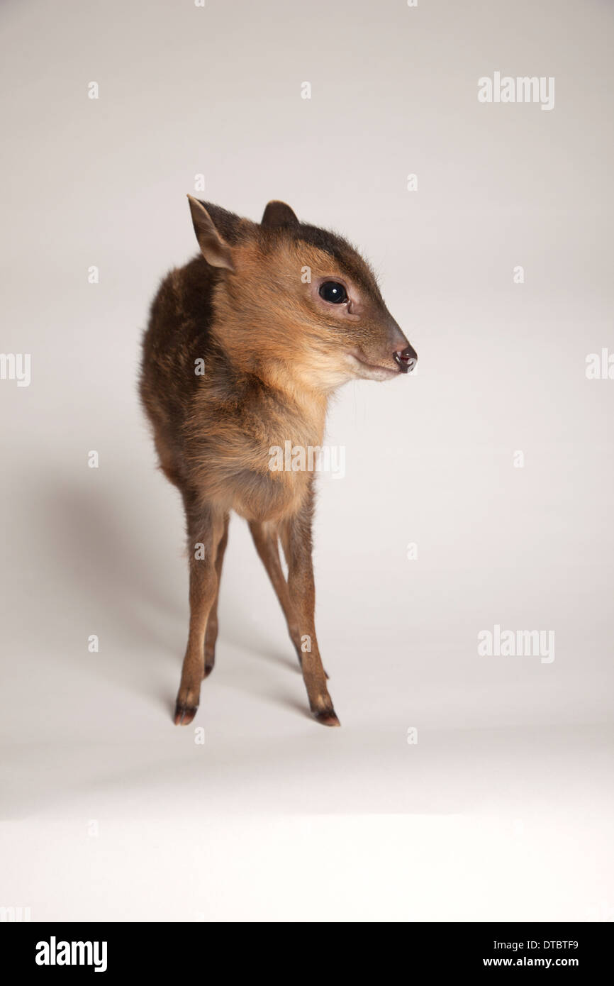 Juvenile Muntjac deer in studio Stock Photo - Alamy