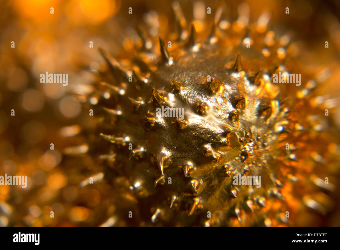 Golden cucumber hi-res stock photography and images - Alamy