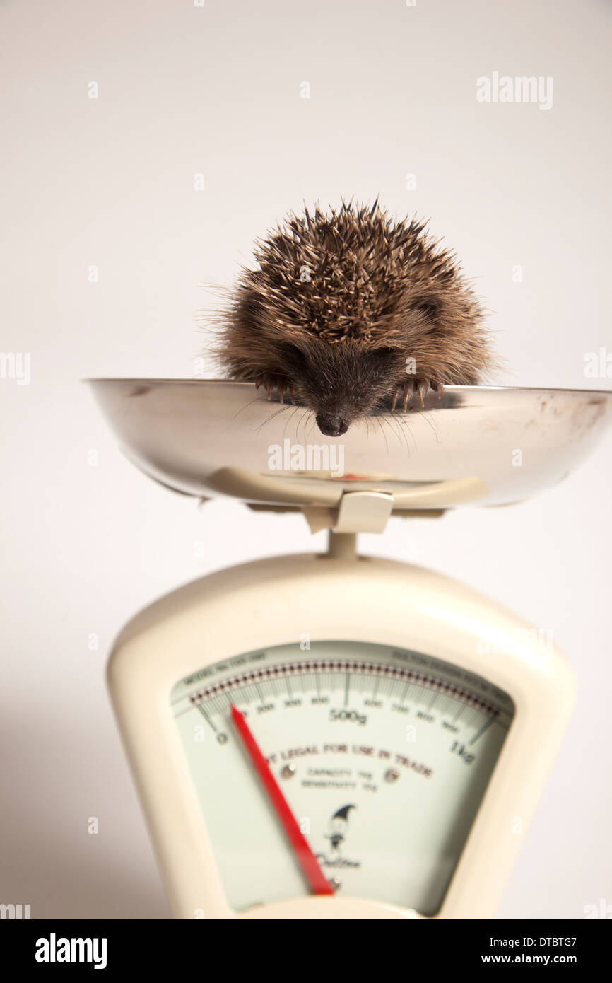 Juvenile European hedgehog on retro scales in studio Stock Photo - Alamy