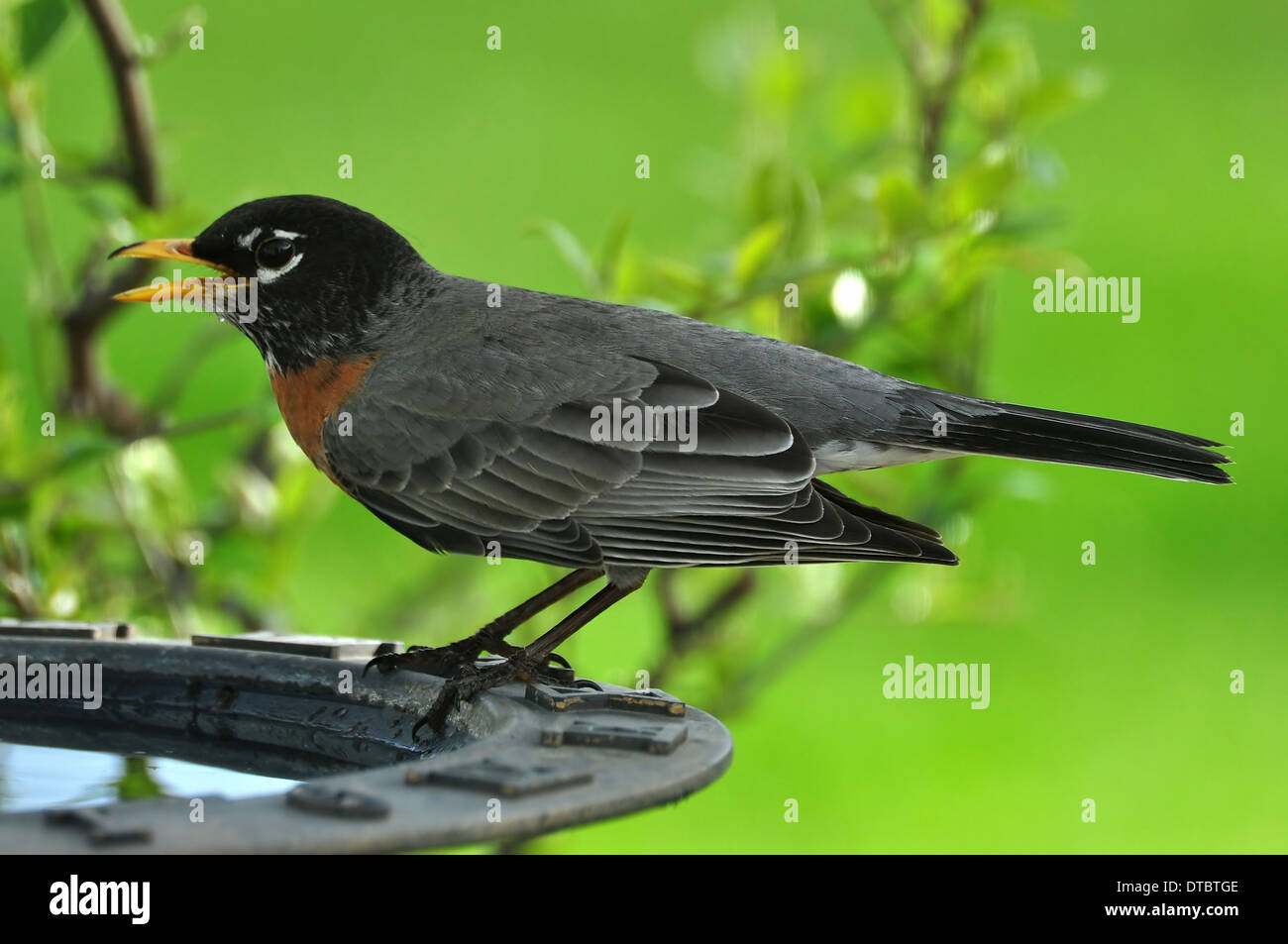 American Robin at a Bird Bath Stock Photo - Alamy