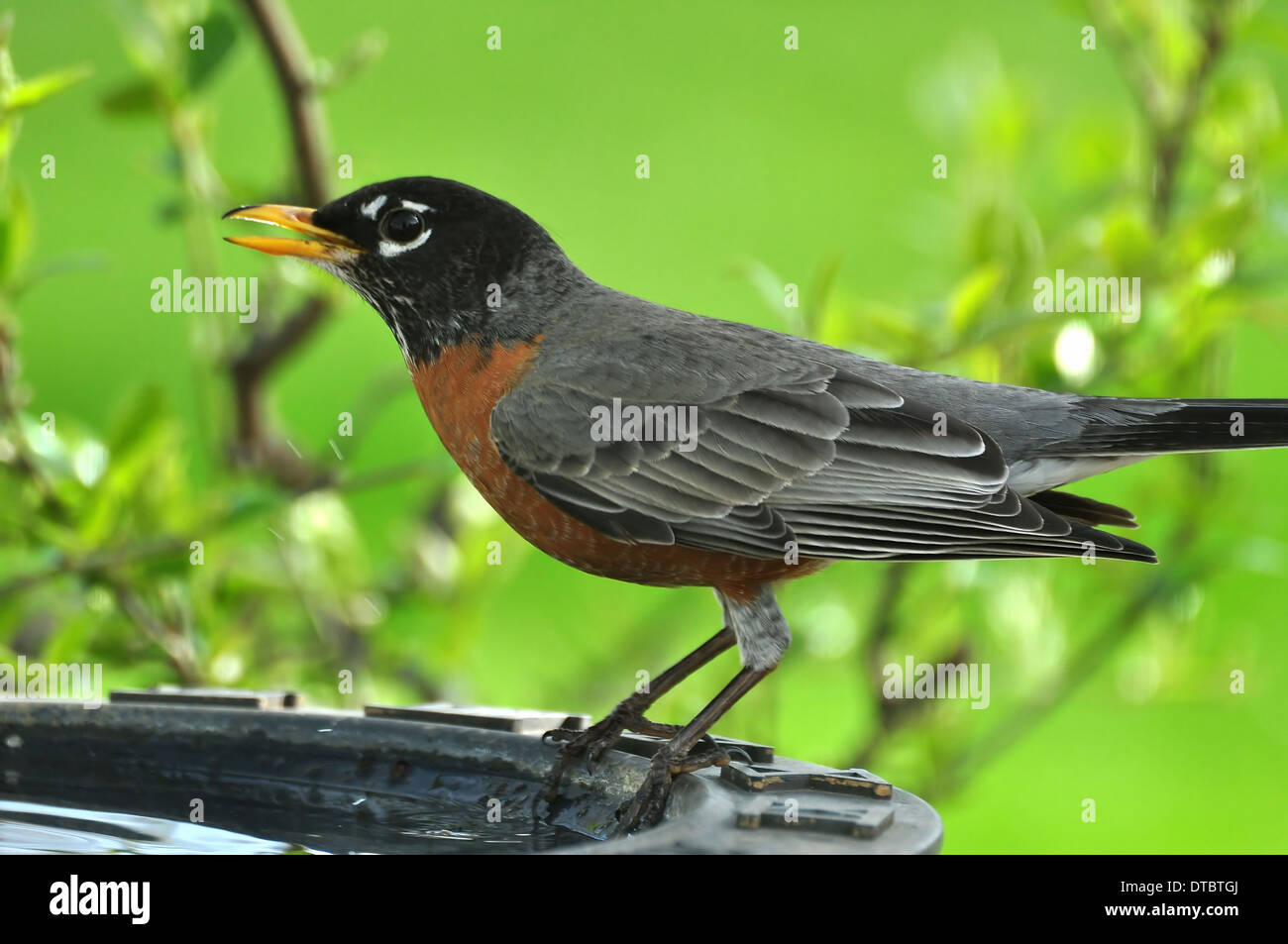 American Robin at a Bird Bath Stock Photo - Alamy