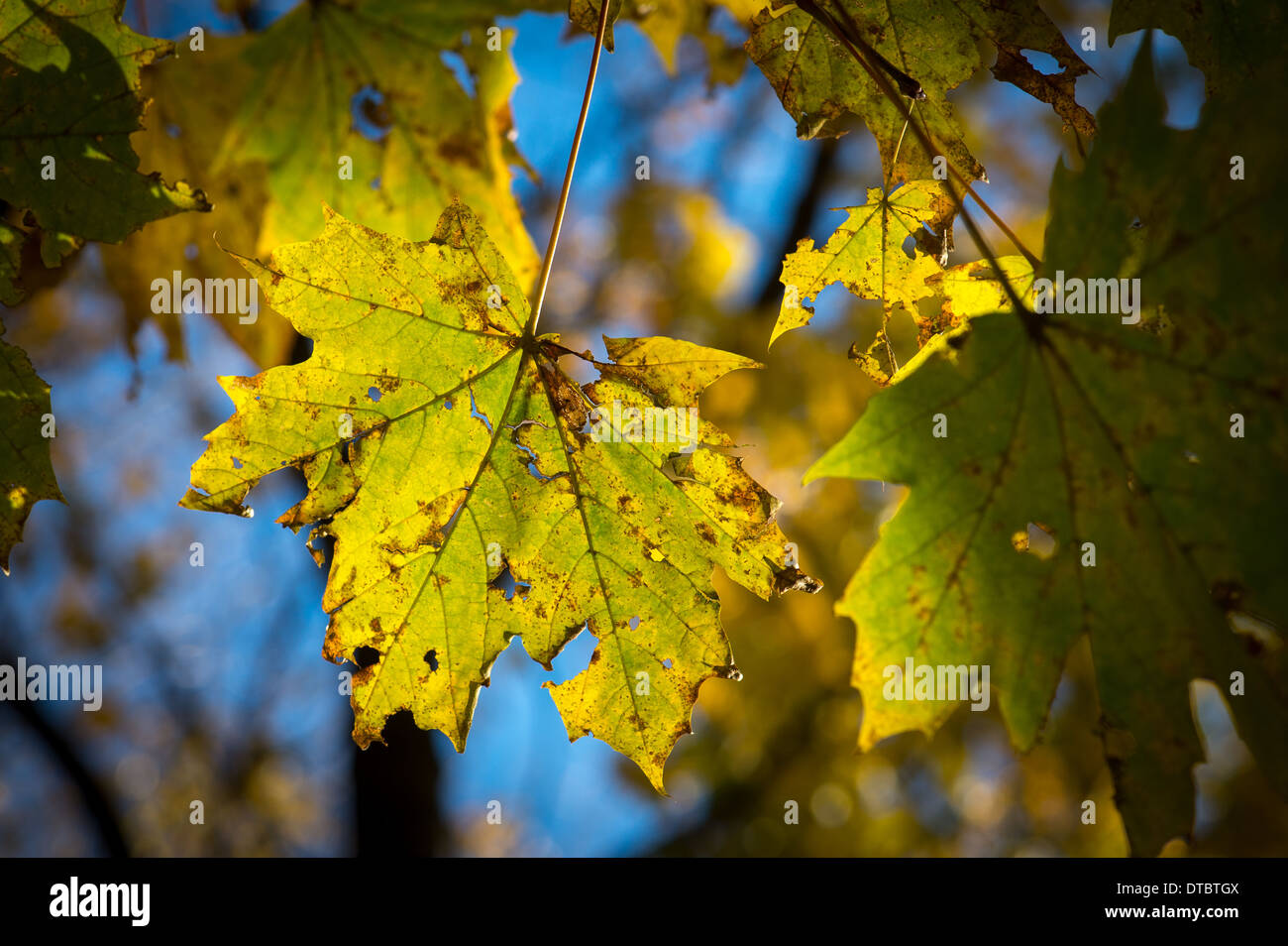 Light colored leaves hi-res stock photography and images - Alamy