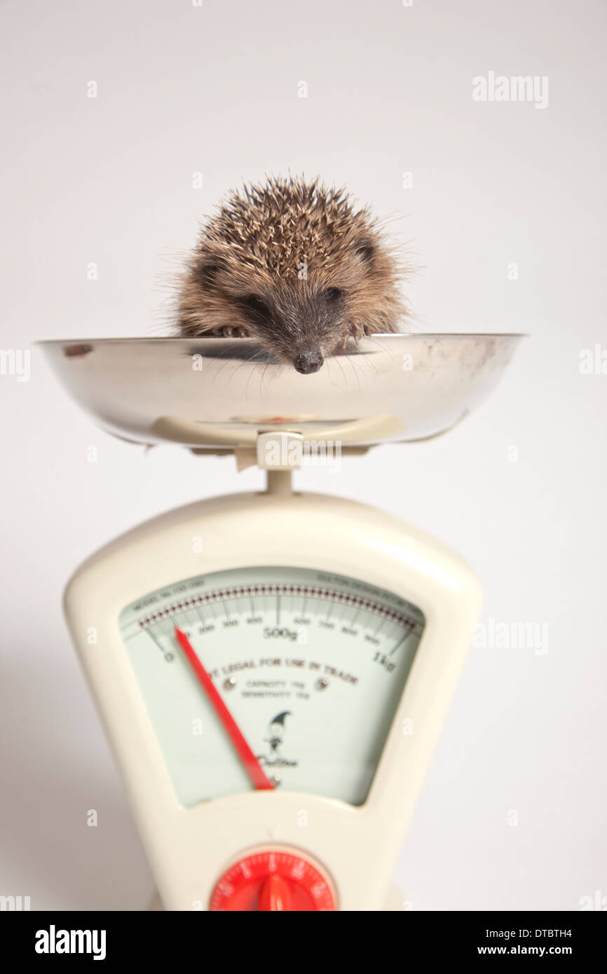 Juvenile European hedgehog on retro scales in studio Stock Photo - Alamy