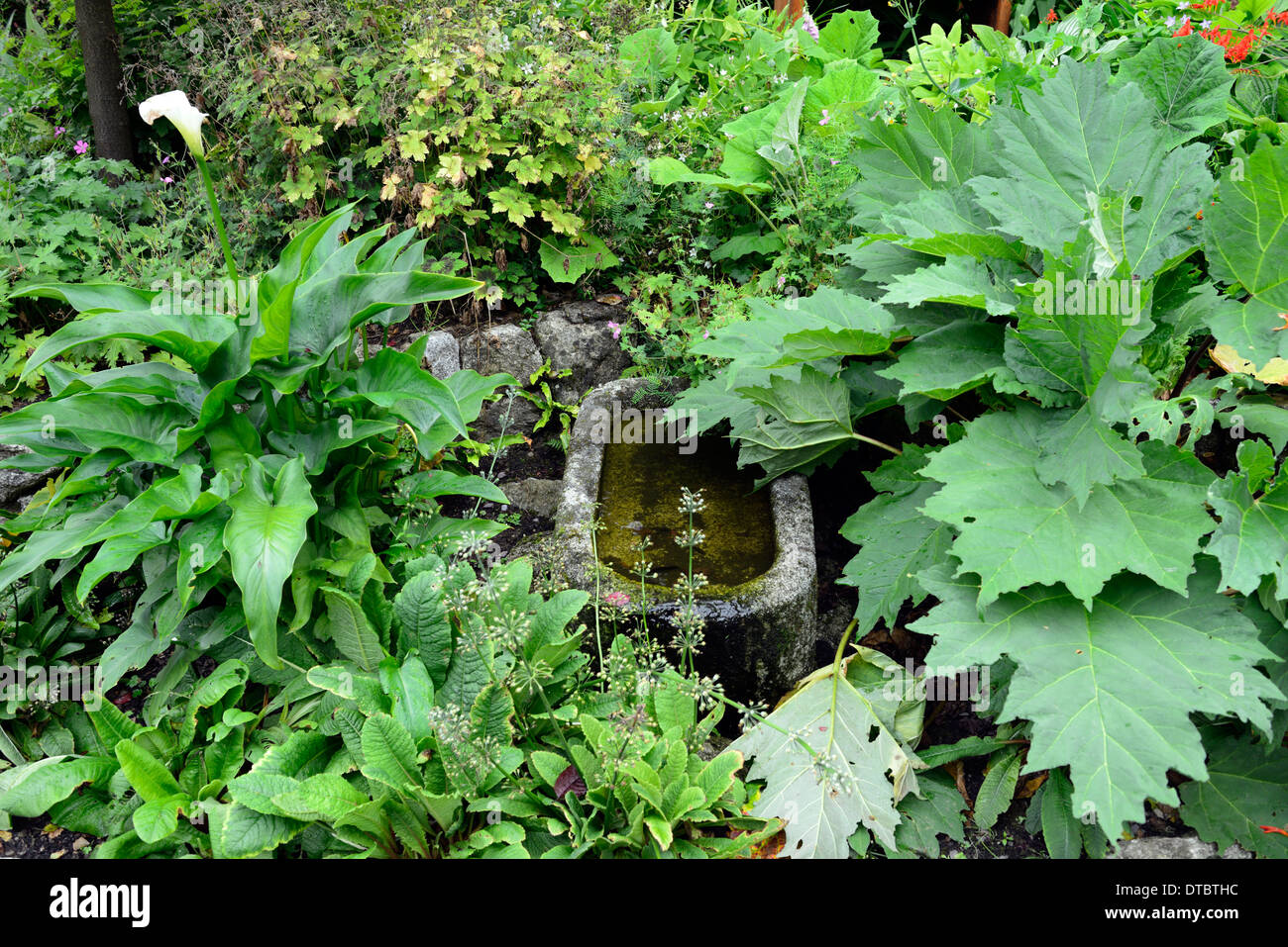 water trough shade shady shaded garden green leaves leaf foliage design ...