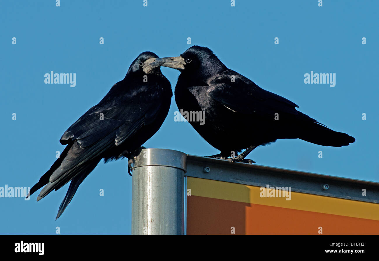 Rooks uk hi-res stock photography and images - Alamy