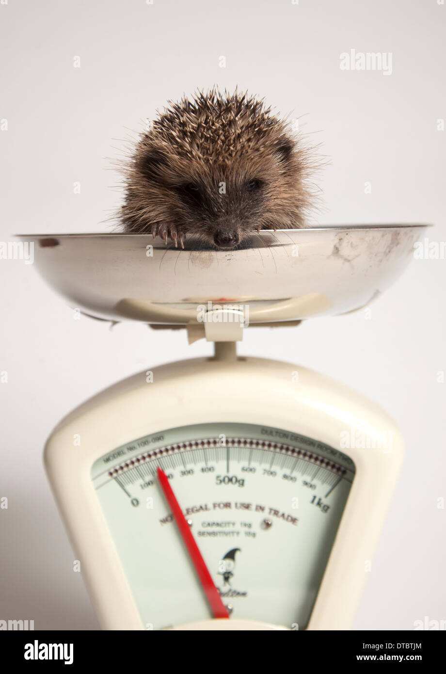 Juvenile European hedgehog on retro scales in studio Stock Photo - Alamy