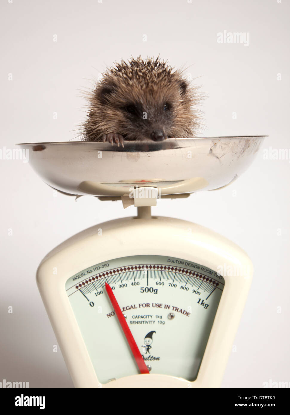 Weighing hedgehog hi-res stock photography and images - Alamy