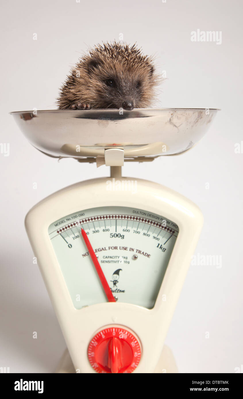 Baby weighing scales hi-res stock photography and images - Alamy