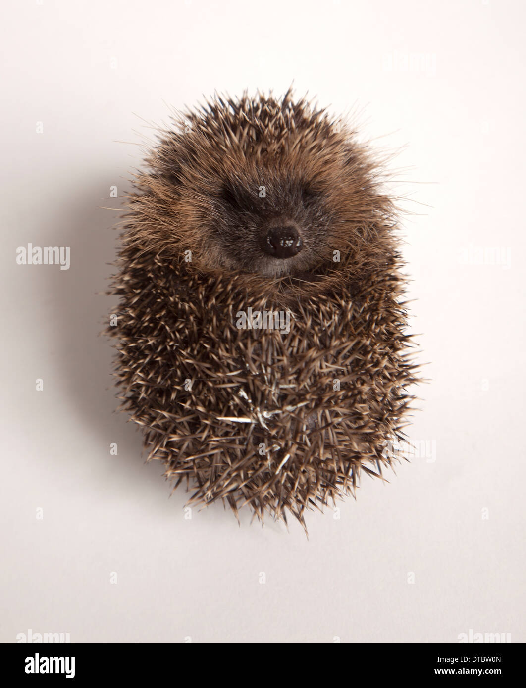 Curled up hedgehog hi-res stock photography and images - Alamy