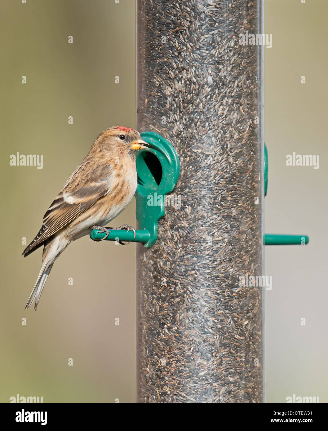 Female Lesser Redpoll-Carduelis cabaret Feeds From A Hanging Bird ...